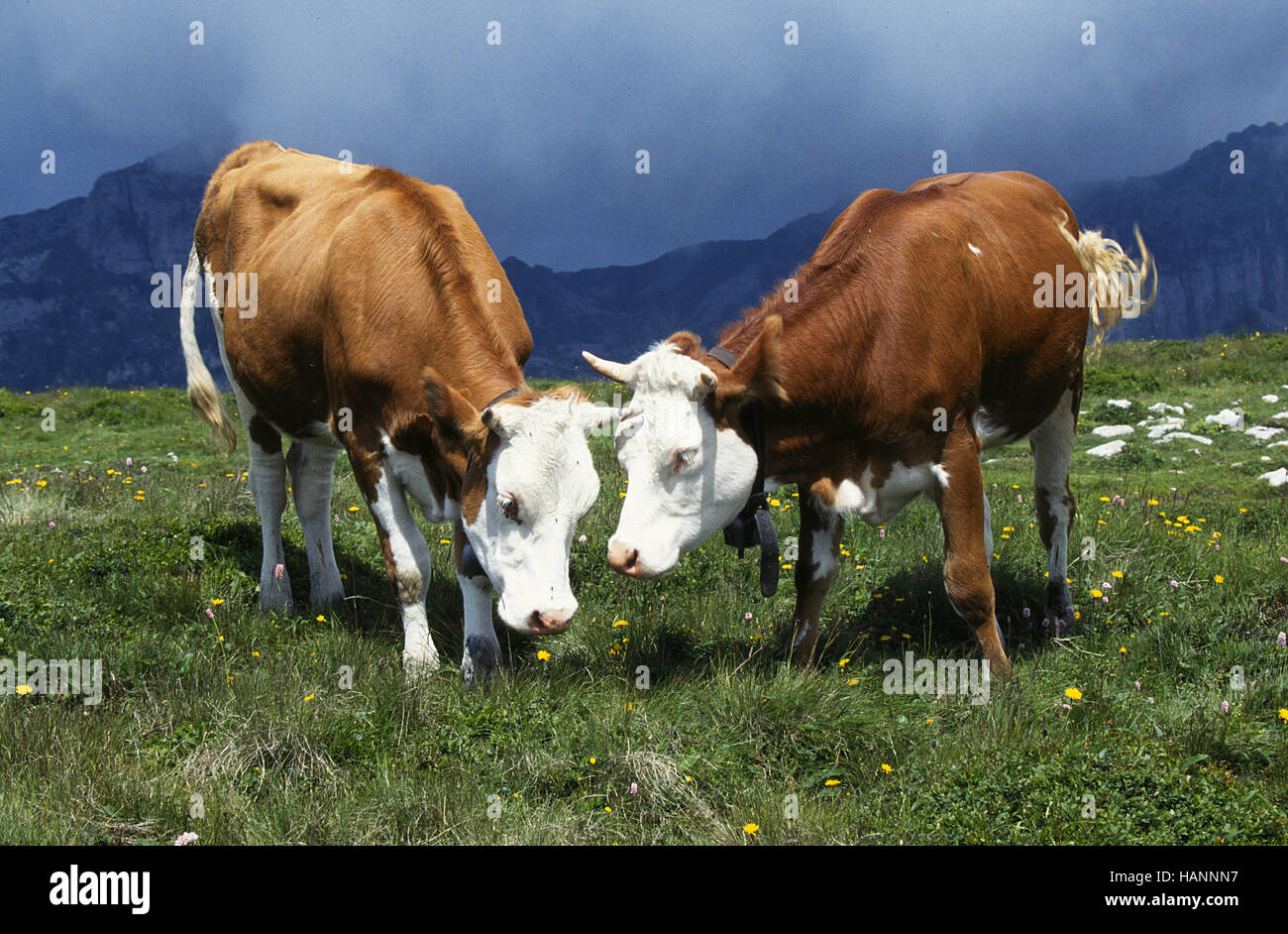Rindtiere High Resolution Stock Photography and Images - Alamy