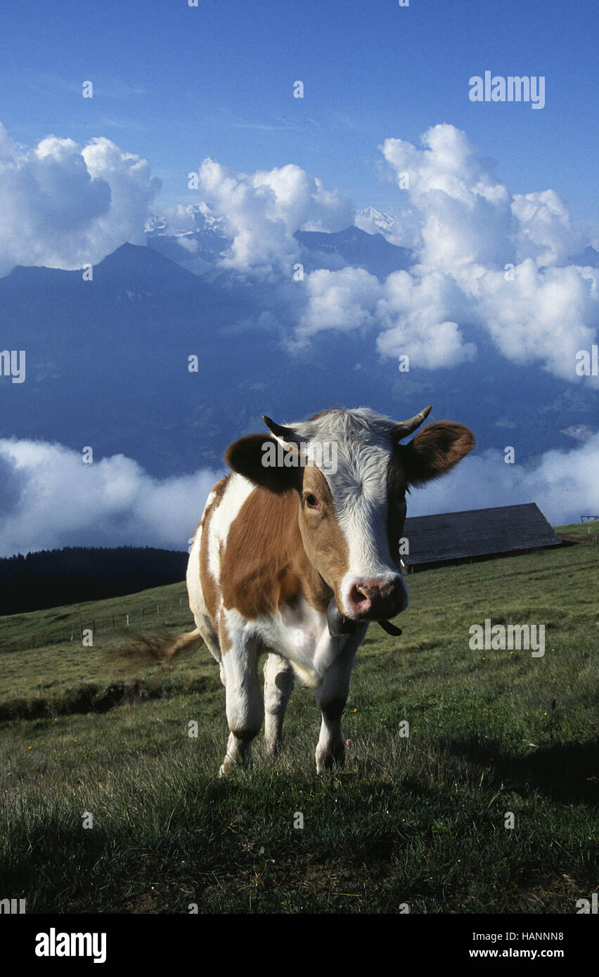 Alpenkuh hi-res stock photography and images - Alamy