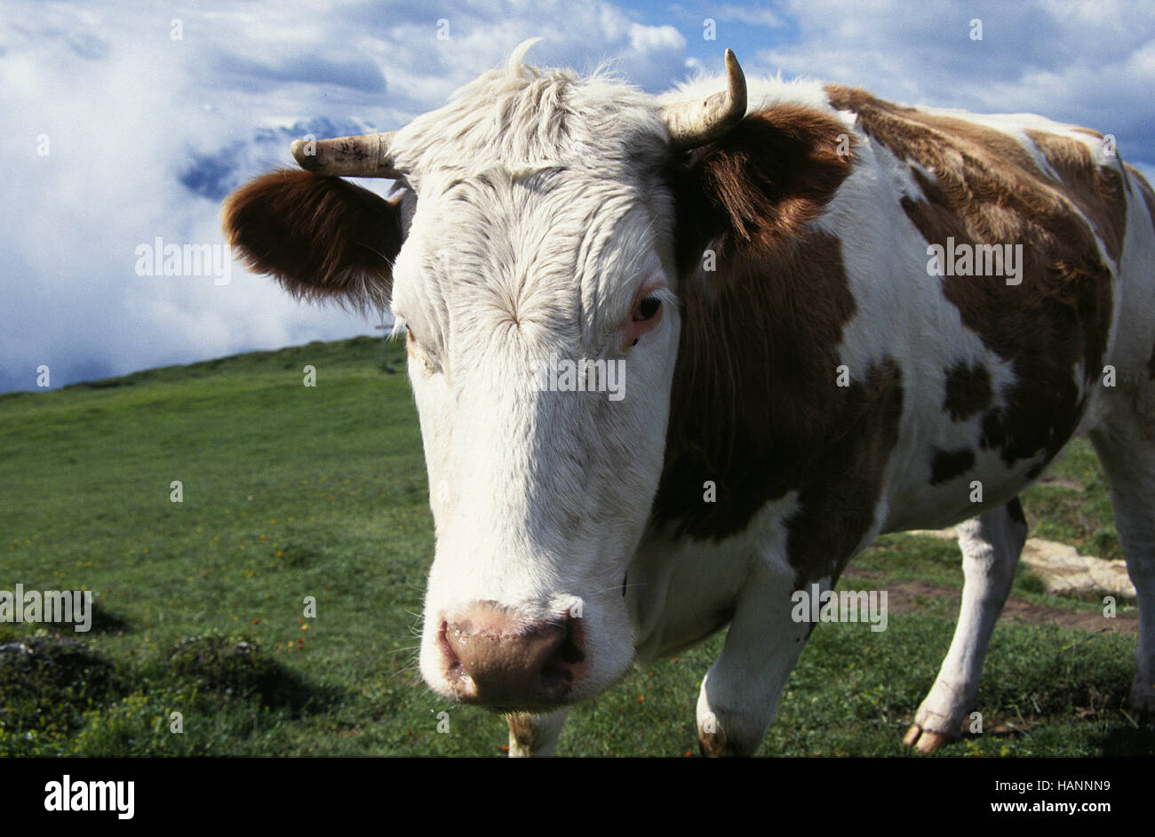 Rindtiere High Resolution Stock Photography and Images - Alamy