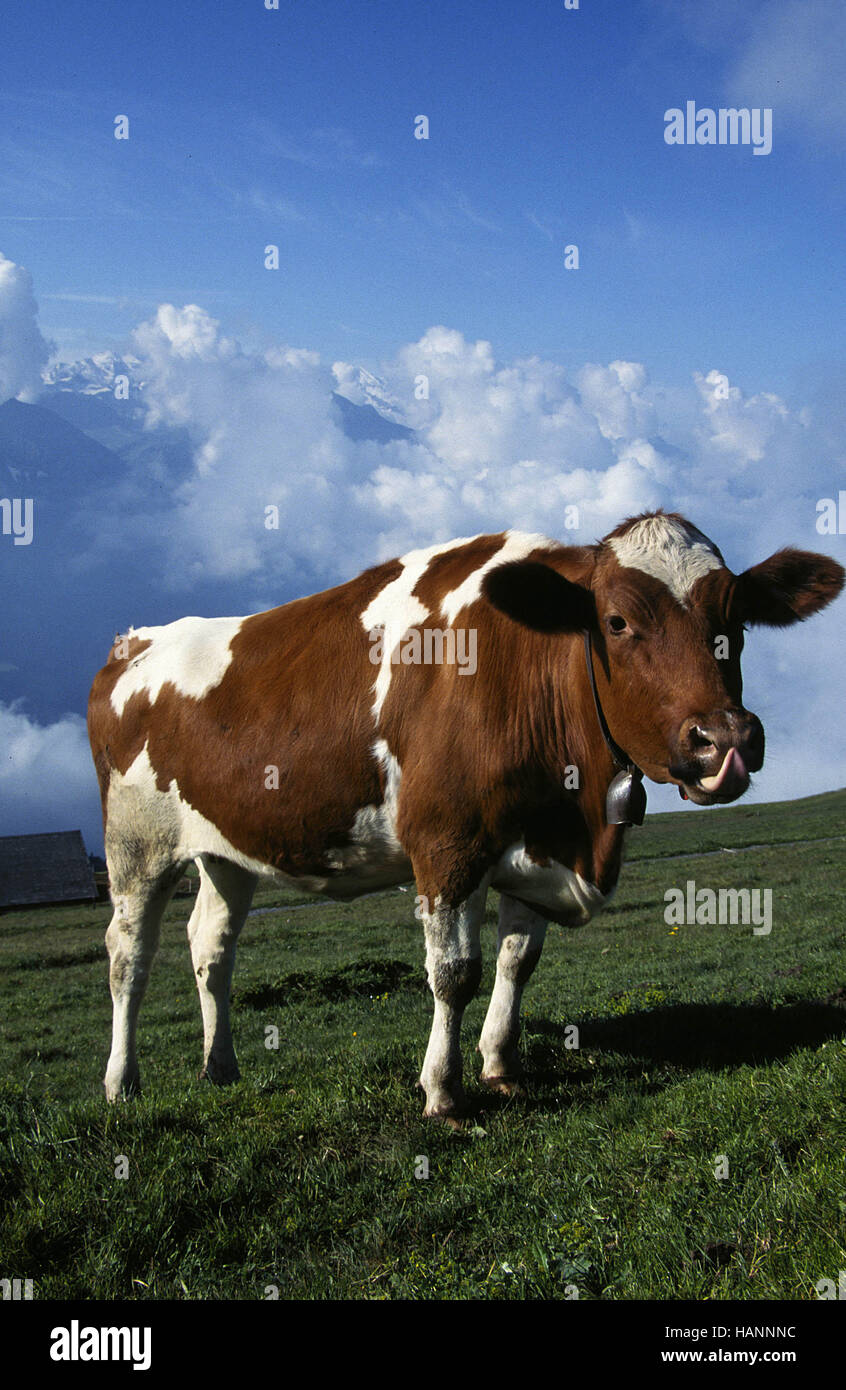 Rindtiere High Resolution Stock Photography and Images - Alamy