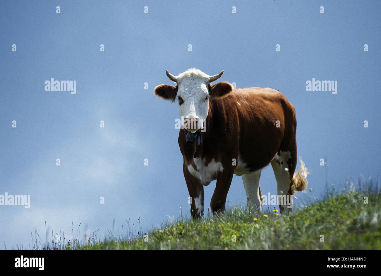Rindtiere High Resolution Stock Photography and Images - Alamy