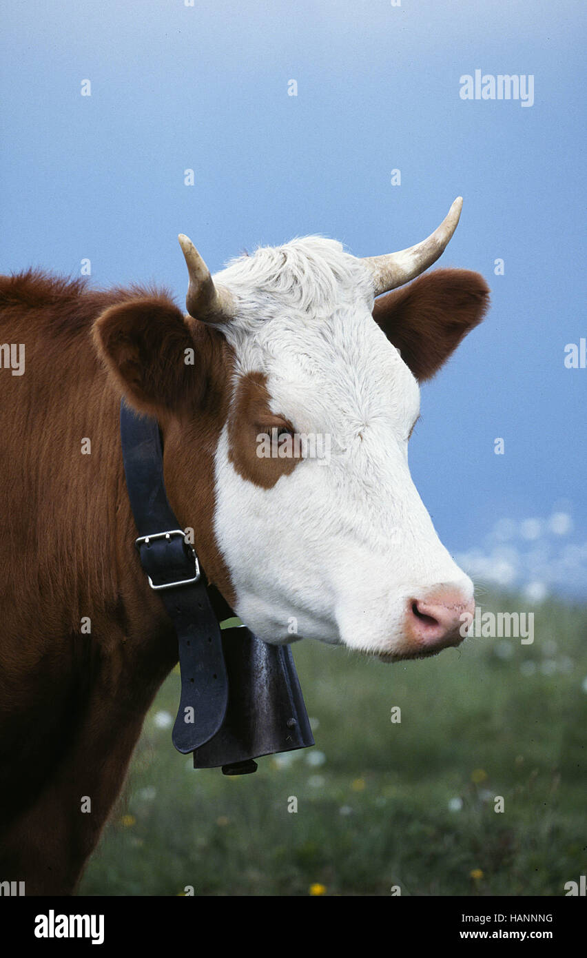 Rindtiere hi-res stock photography and images - Alamy
