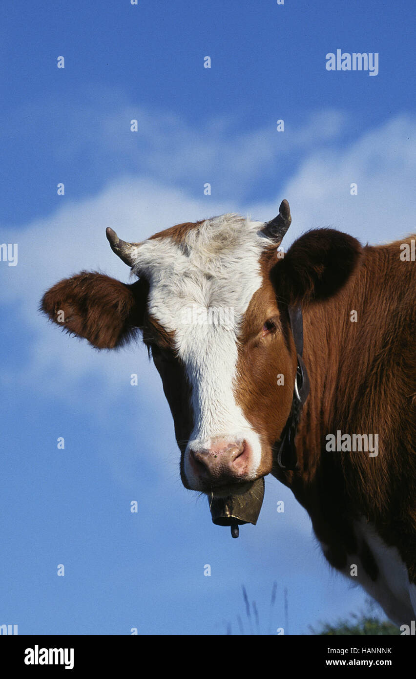 Rindtiere hi-res stock photography and images - Alamy