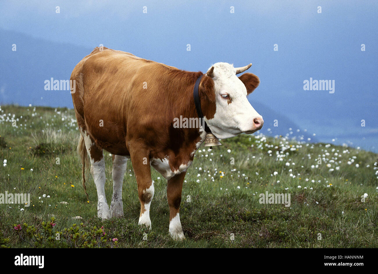 Rindtiere hi-res stock photography and images - Alamy