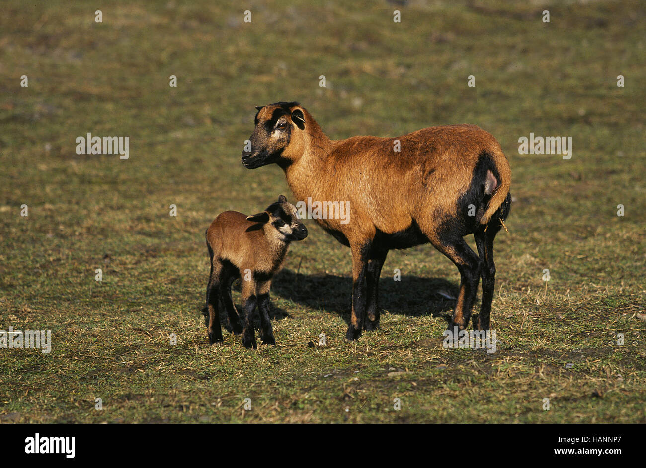 Kamerunschaf High Resolution Stock Photography and Images - Alamy
