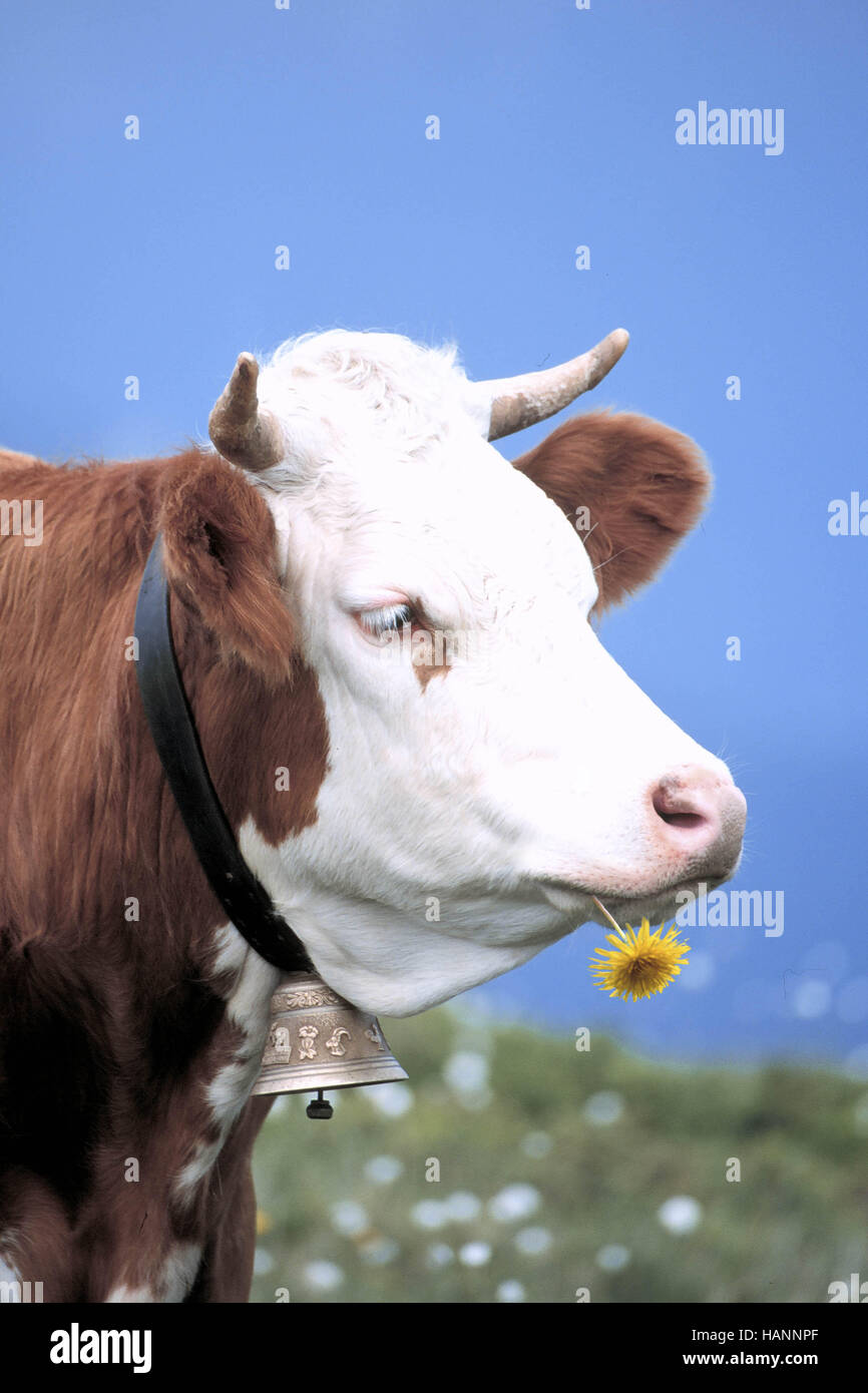 Rindtiere hi-res stock photography and images - Alamy