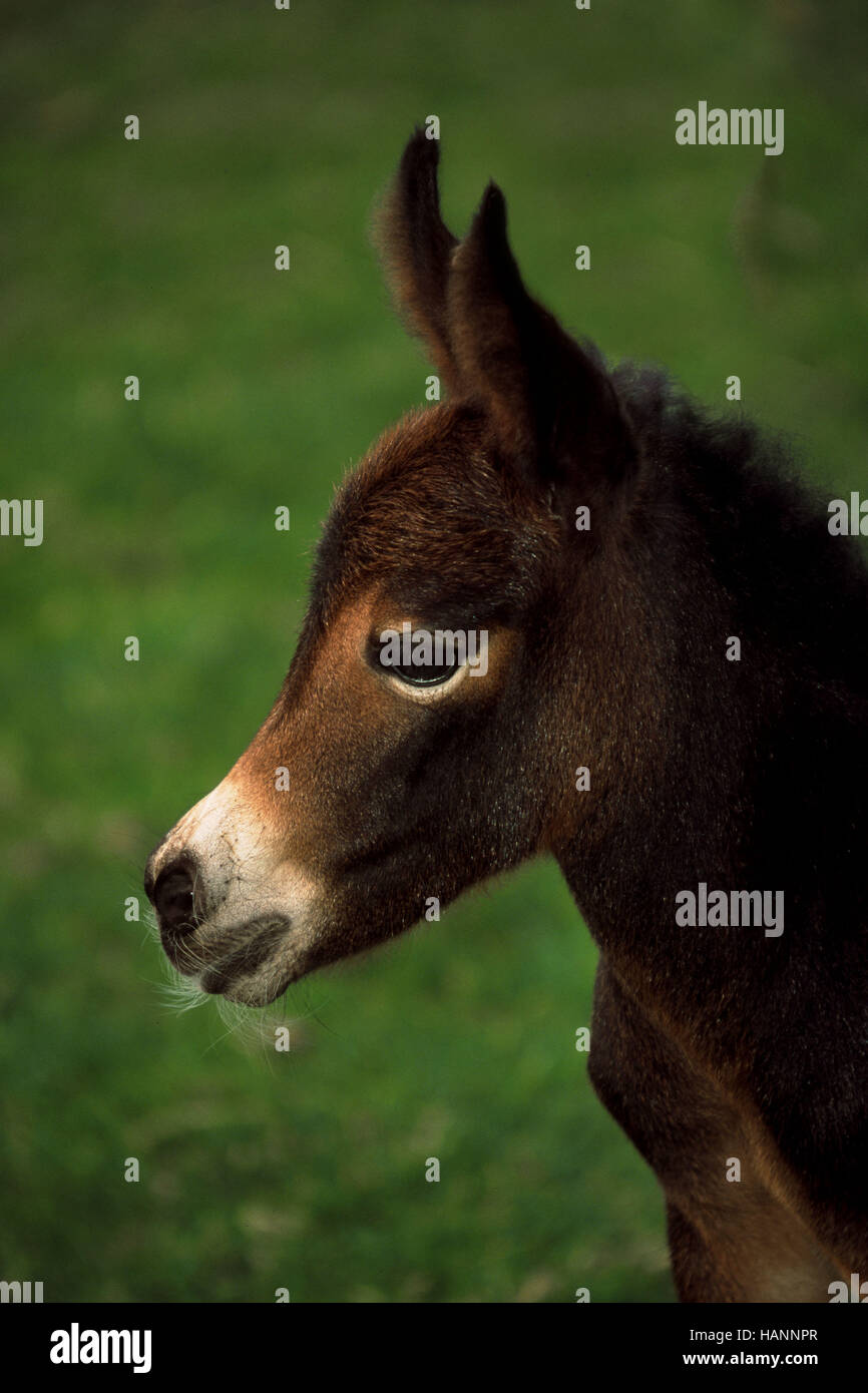 Mule / Maultier Stock Photo - Alamy