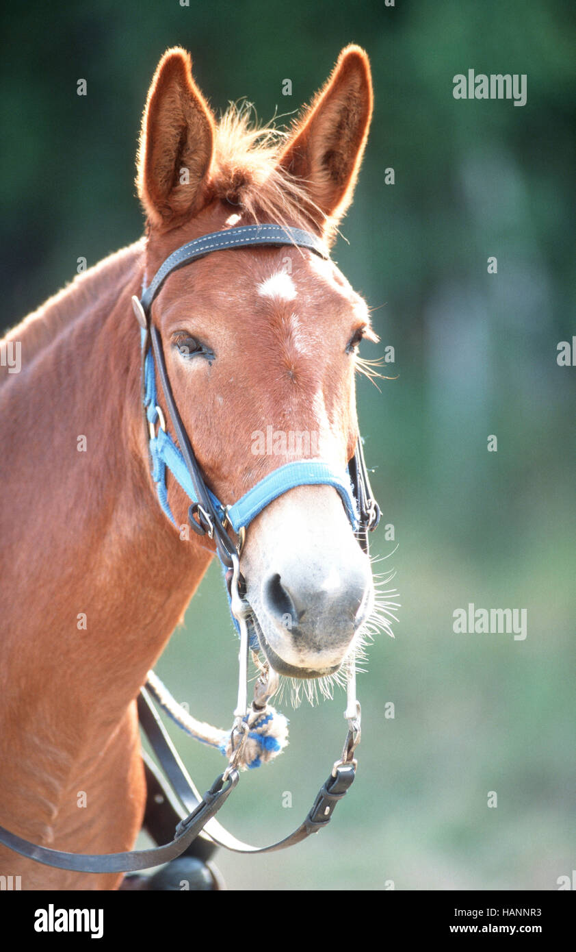 Mule picture hi-res stock photography and images - Alamy