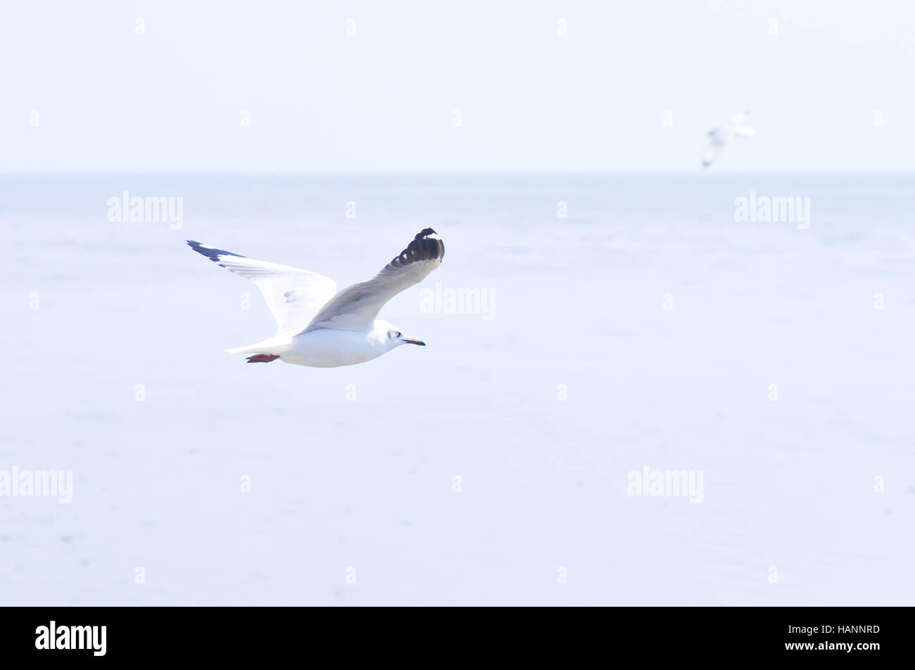 flying seagull near the ocean Stock Photo - Alamy