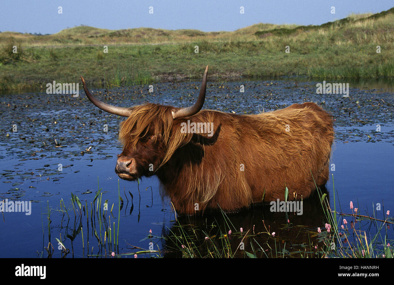 Adult highland cattle hi-res stock photography and images - Alamy