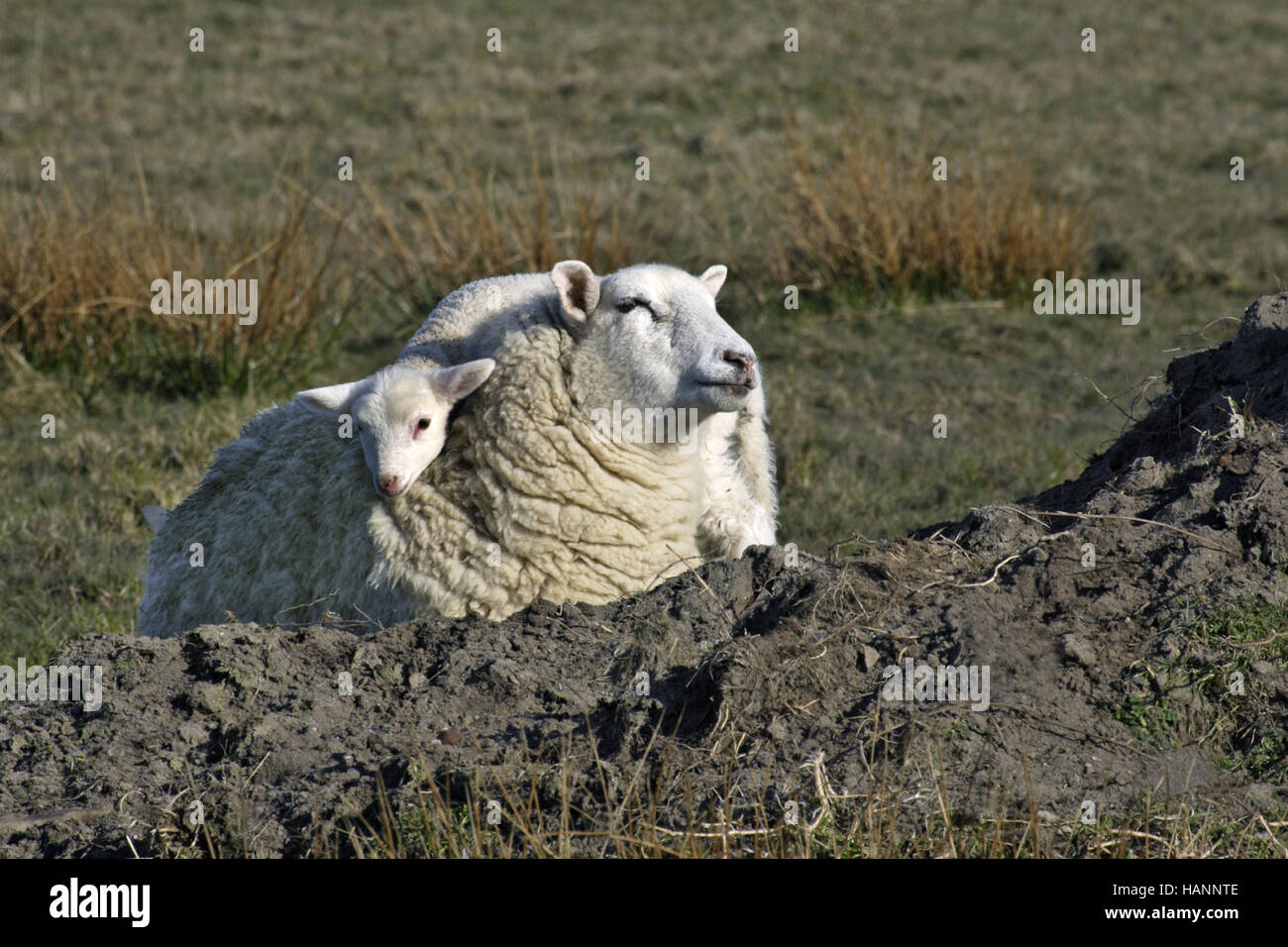 Cheeky young lamb hi-res stock photography and images - Alamy