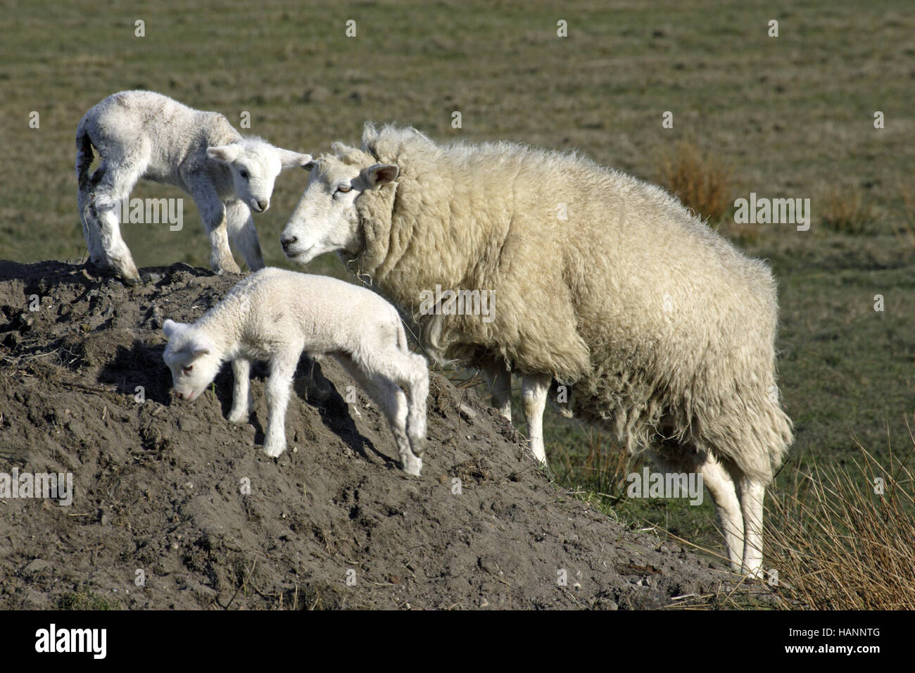 Sheeps mutter hi-res stock photography and images - Alamy