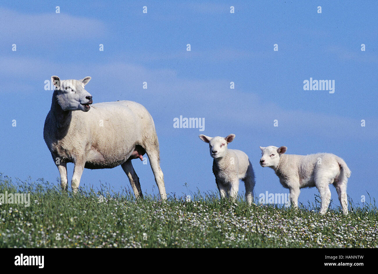 Fleischschaf sheeps hi-res stock photography and images - Alamy