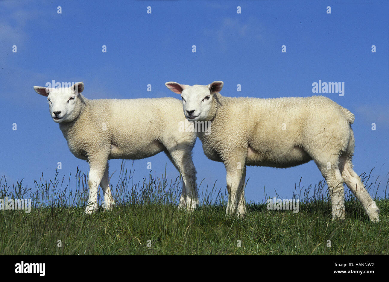 Hausschaf domestic sheep hi-res stock photography and images - Alamy