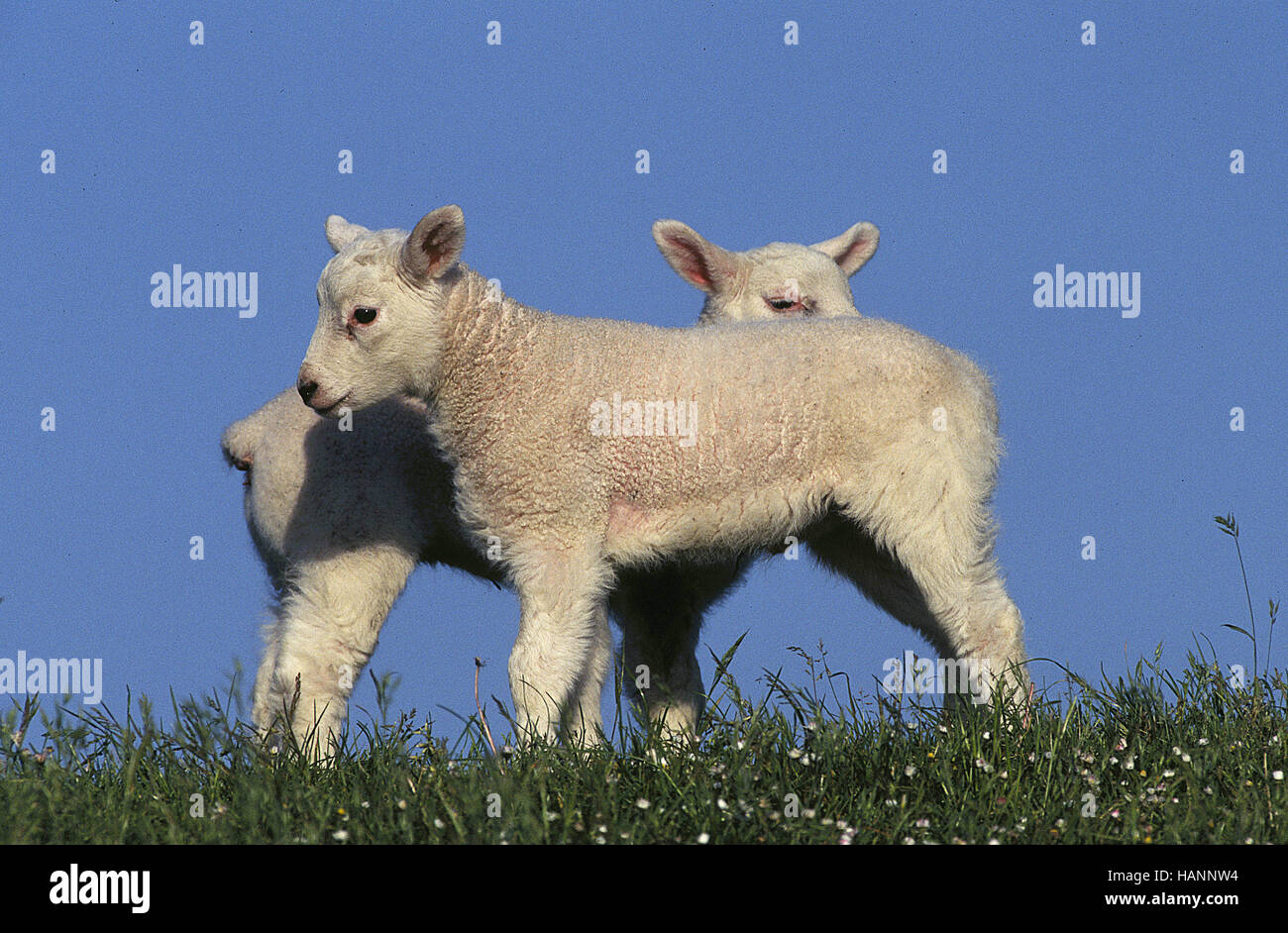 Hausschaf domestic sheep hi-res stock photography and images - Alamy