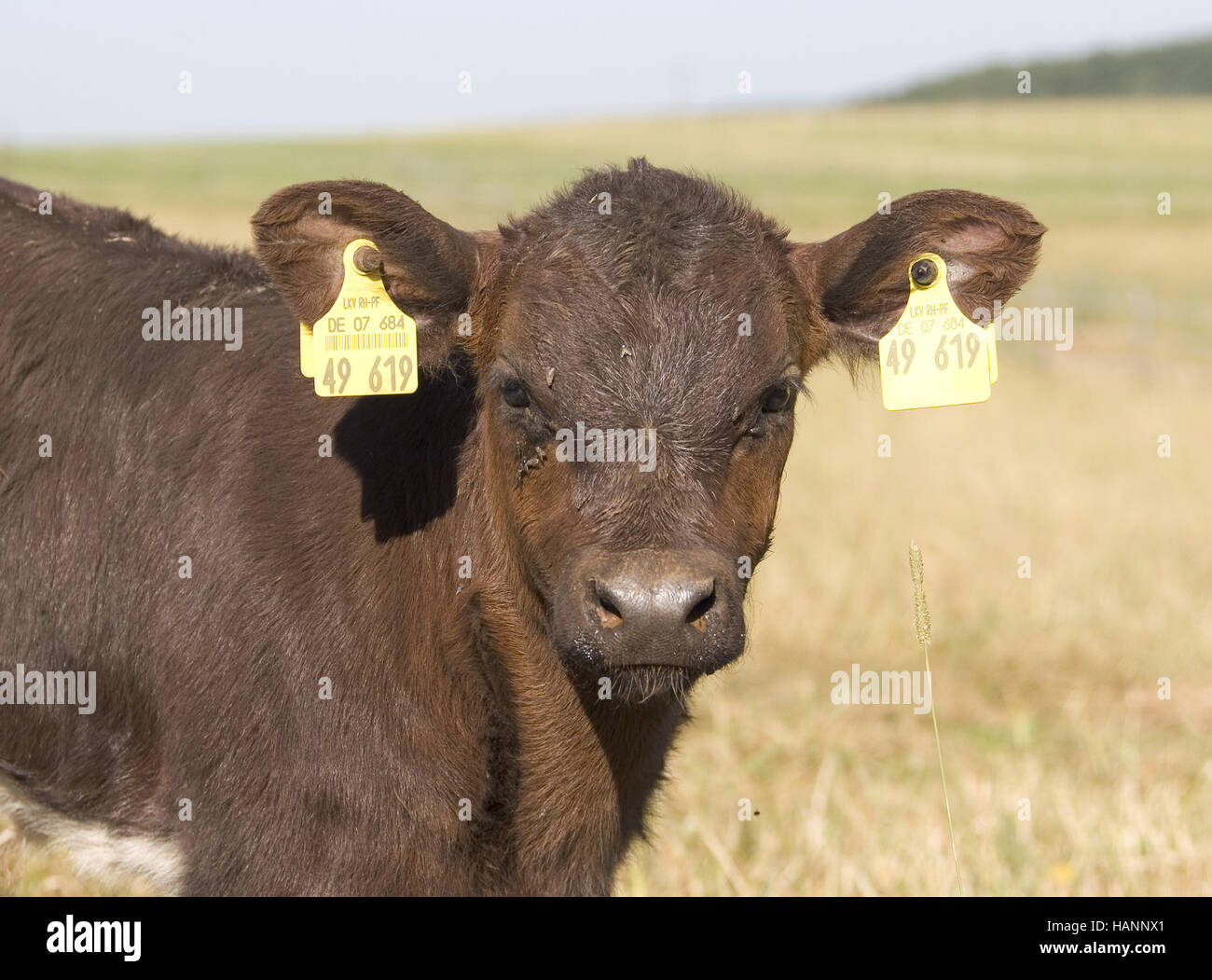 Rindtiere High Resolution Stock Photography and Images - Alamy