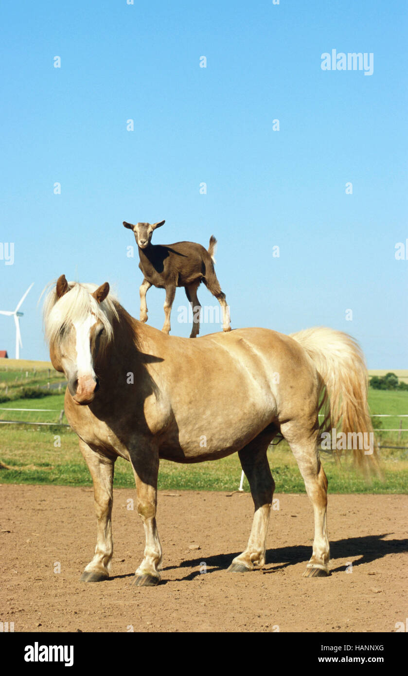 Cheeky Goat High Resolution Stock Photography and Images - Alamy
