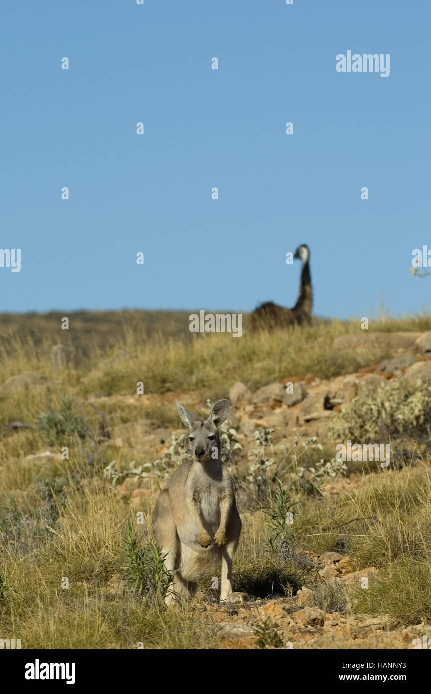 Red giant kangaroo hi-res stock photography and images - Alamy