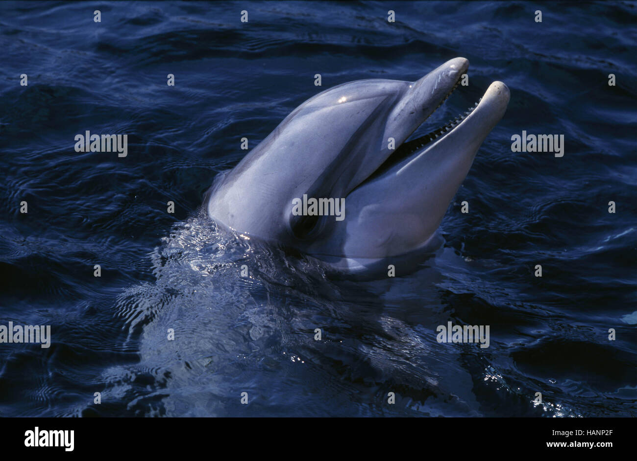 Delfin delphin grosser tuemmler hi-res stock photography and images - Alamy