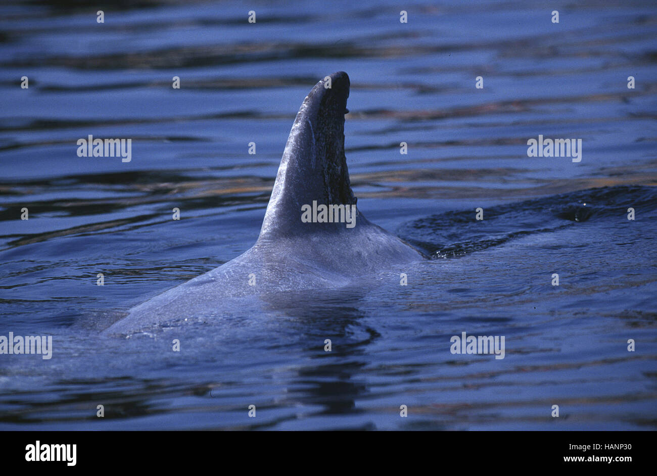 T truncatus hi-res stock photography and images - Alamy