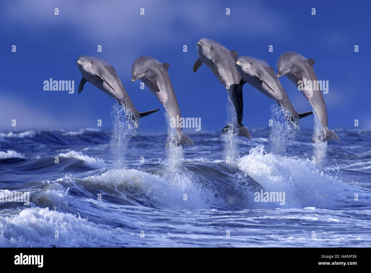 Dolphin springen hi-res stock photography and images - Alamy