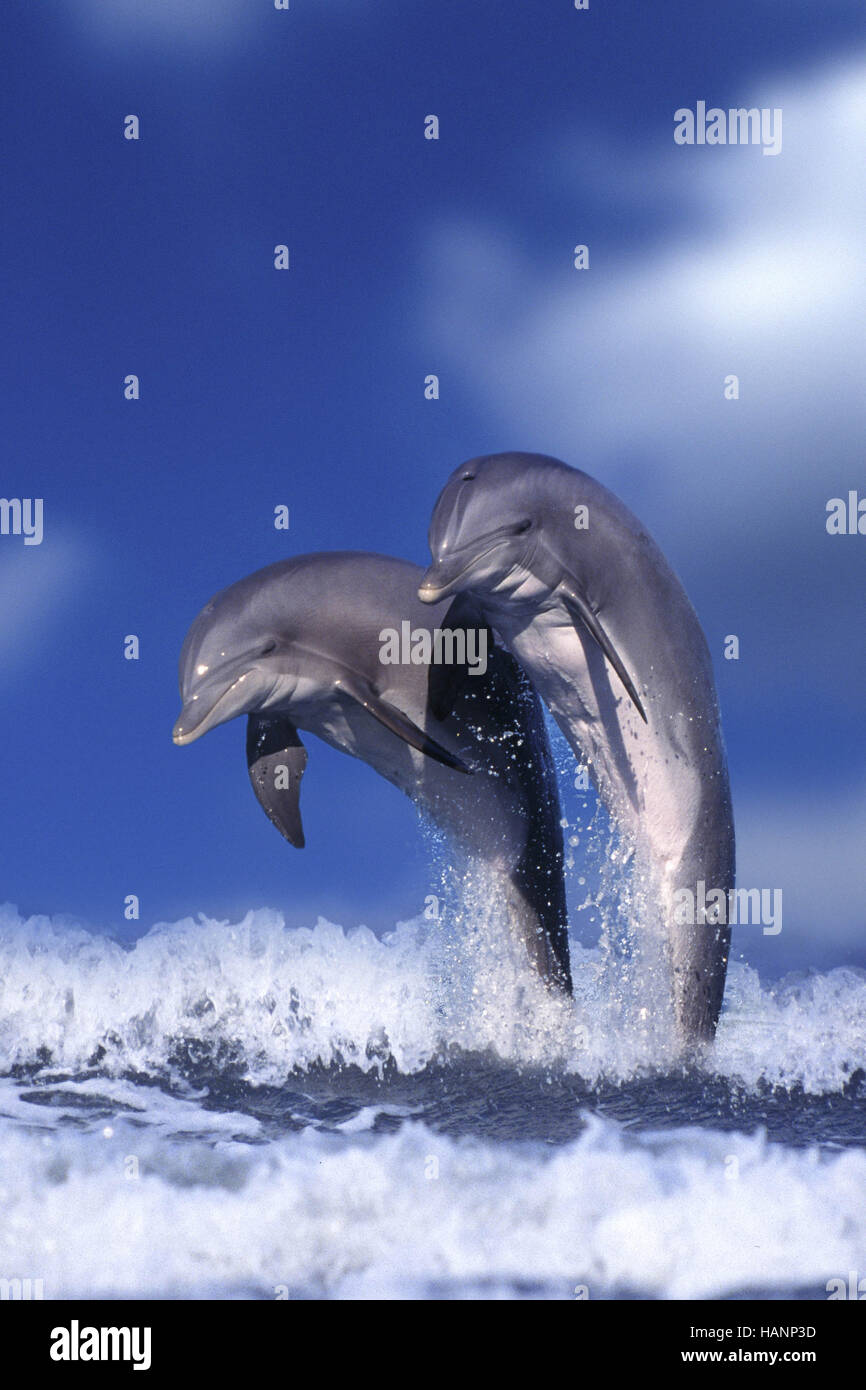 Dolphin springen hi-res stock photography and images - Alamy