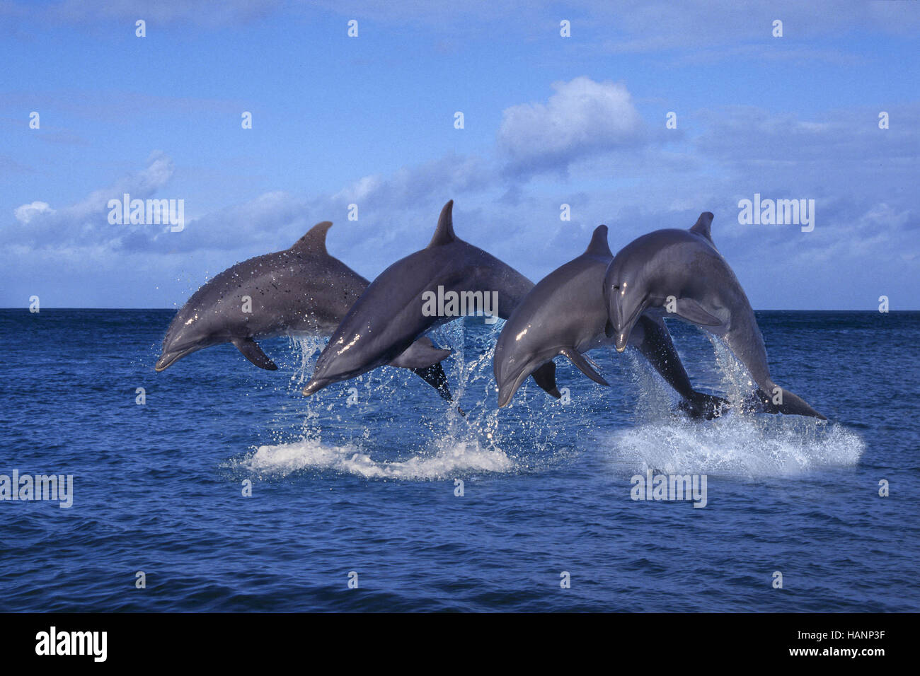 Bottlenose dolphin hi-res stock photography and images - Alamy