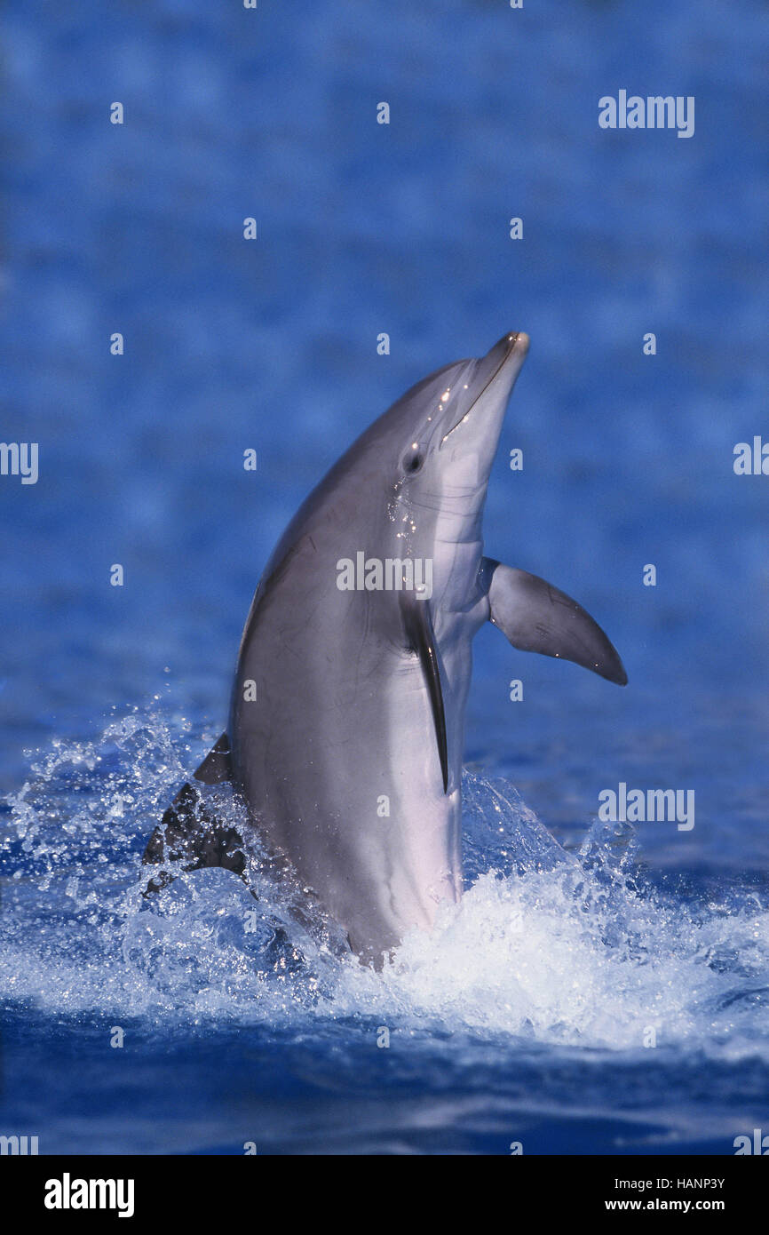 Delfin Delphin Grosser Tuemmler High Resolution Stock Photography and ...