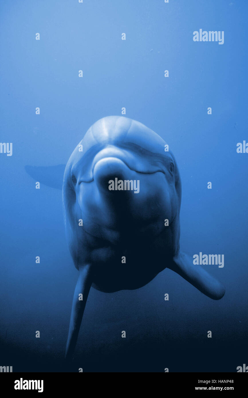 Delfine delfine delfine delfine schwimmen hi-res stock photography and ...