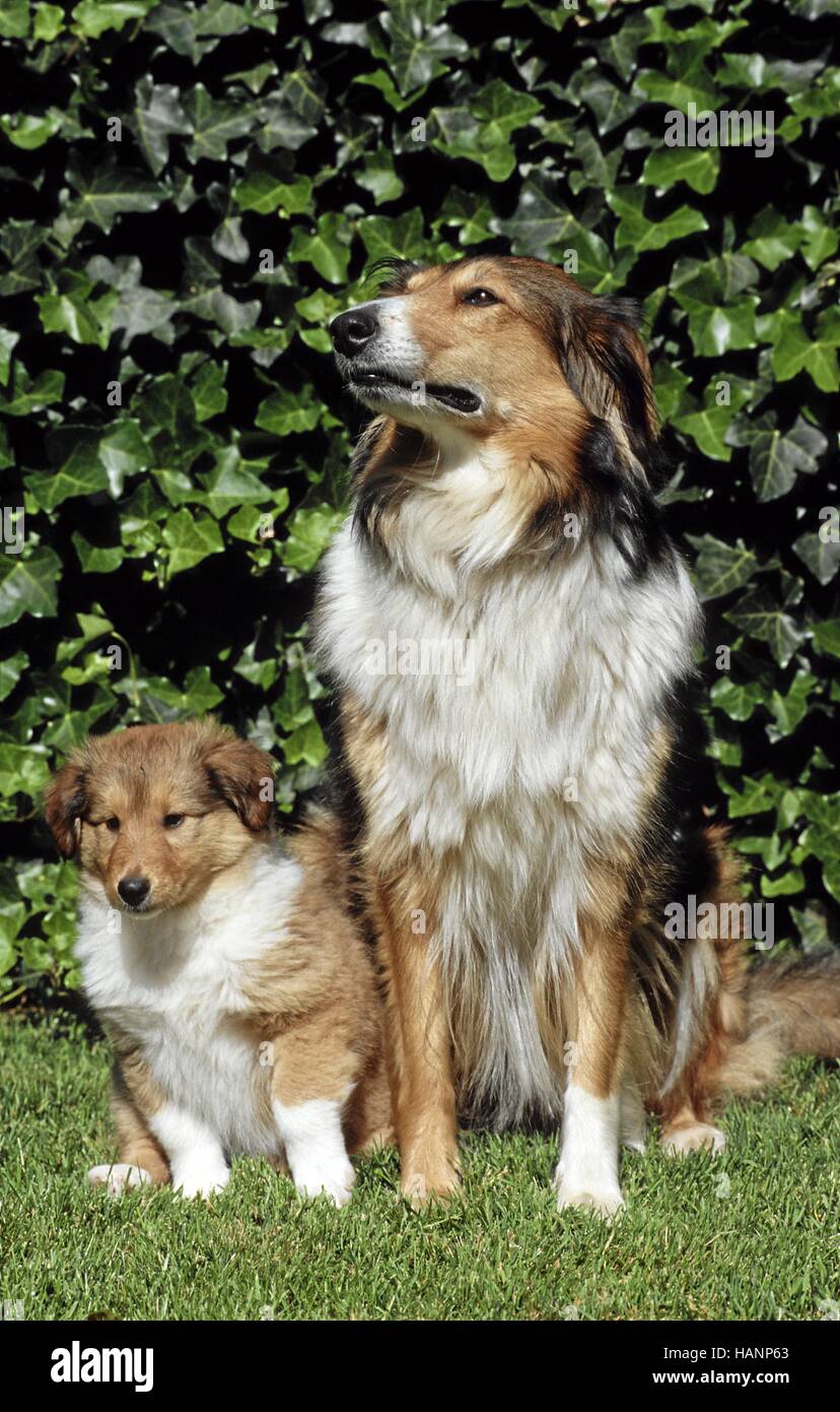 Perro collie hi-res stock photography and images - Alamy