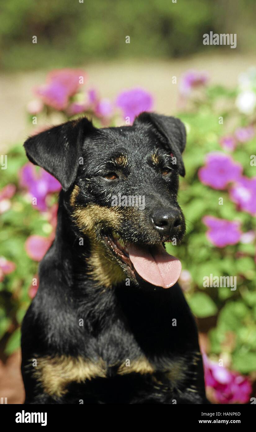 Jagdterrier High Resolution Stock Photography and Images - Alamy