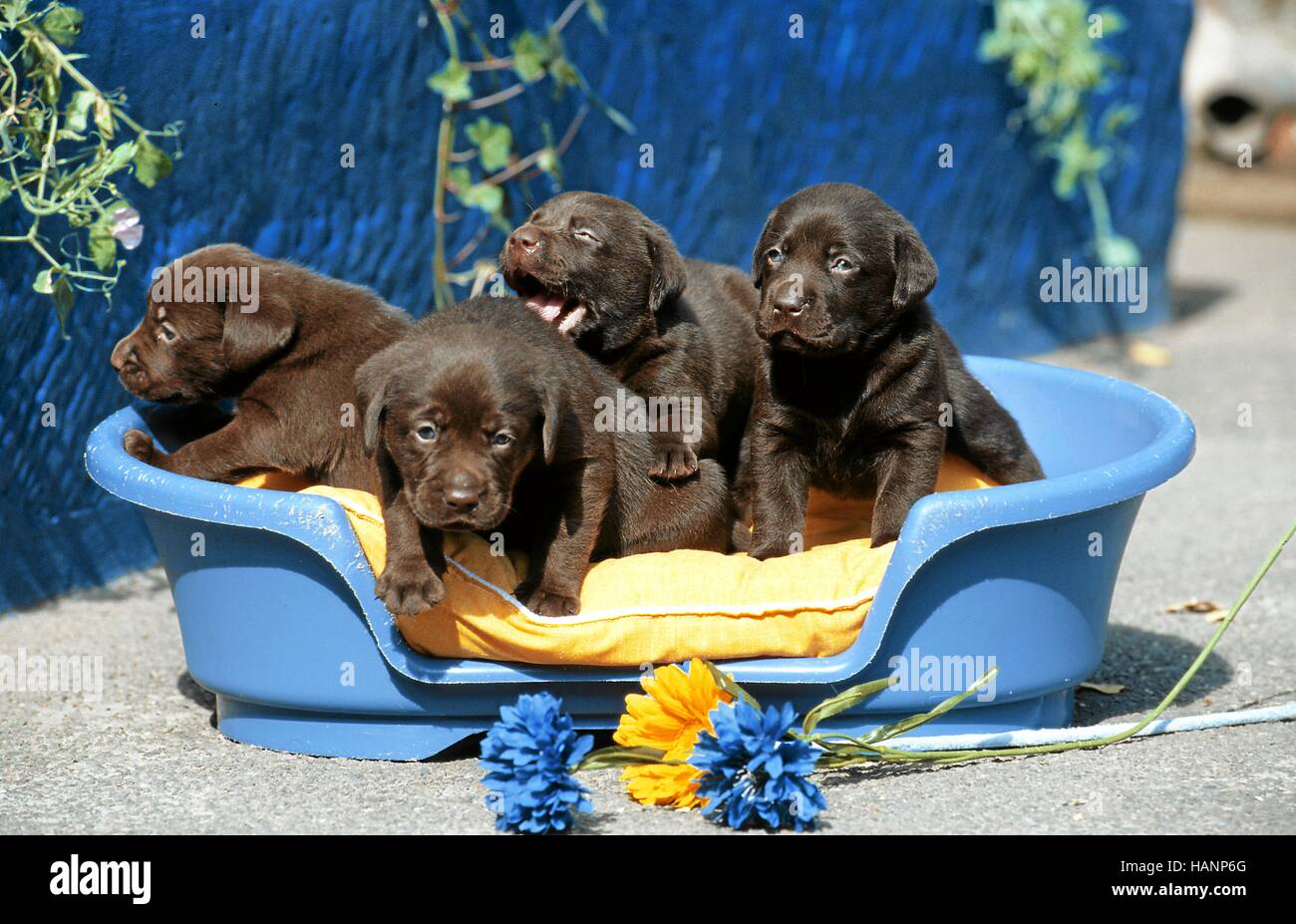 Lab animals poster hi-res stock photography and images - Alamy