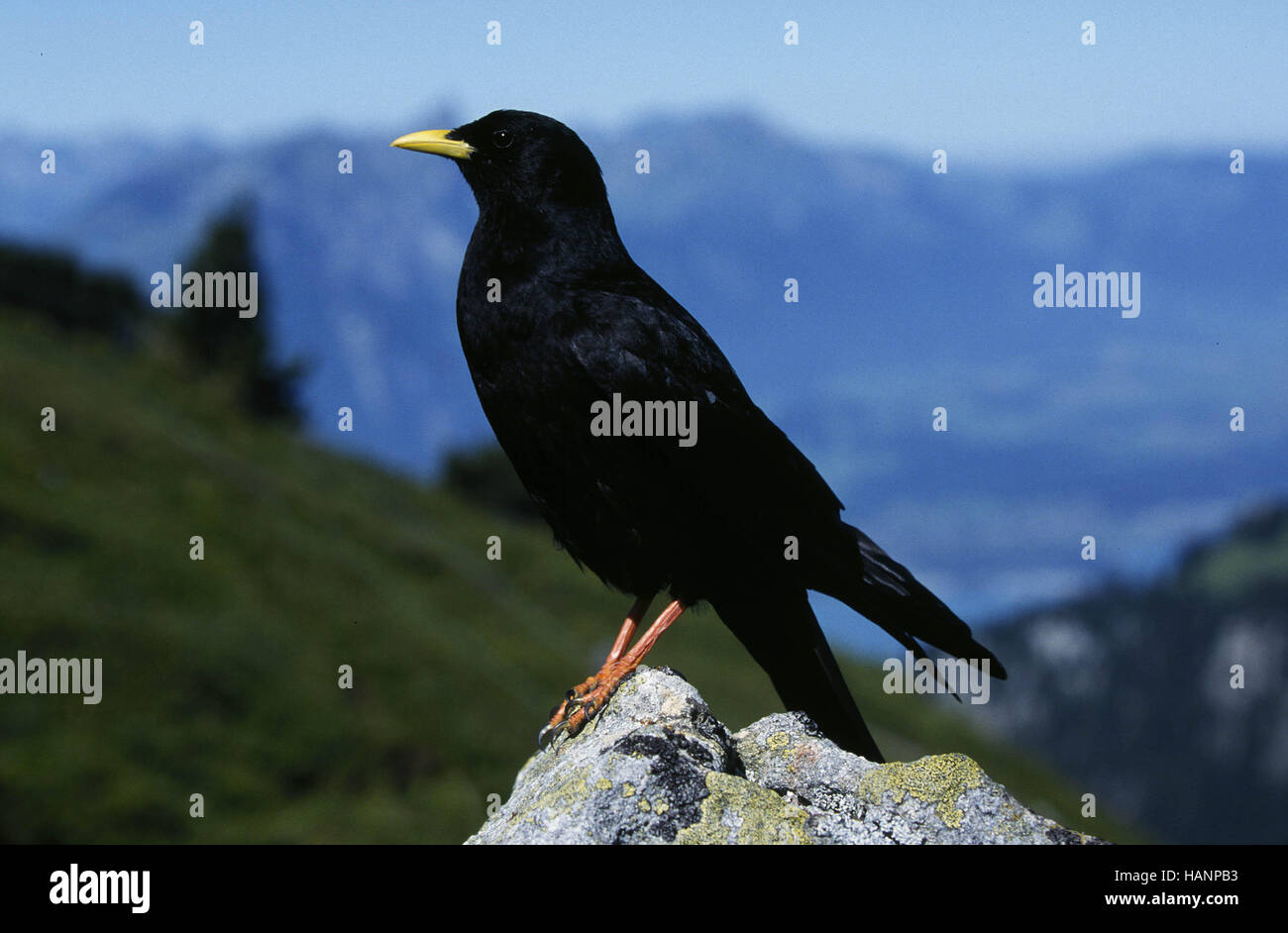 Alpendohlen hi-res stock photography and images - Alamy