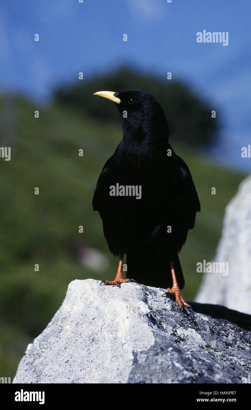 Alpendohlen hi-res stock photography and images - Alamy