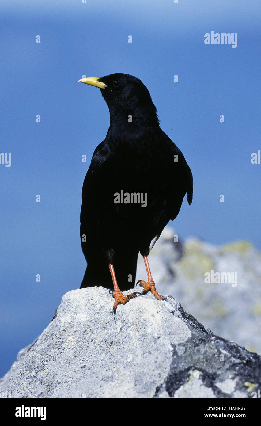 Alpendohlen hi-res stock photography and images - Alamy