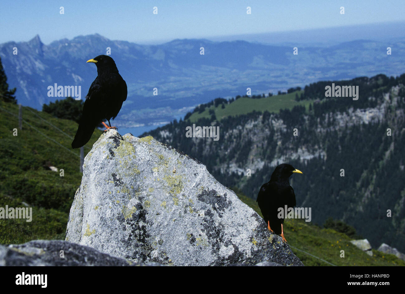 Alpine Chough / Alpendohle Stock Photo - Alamy