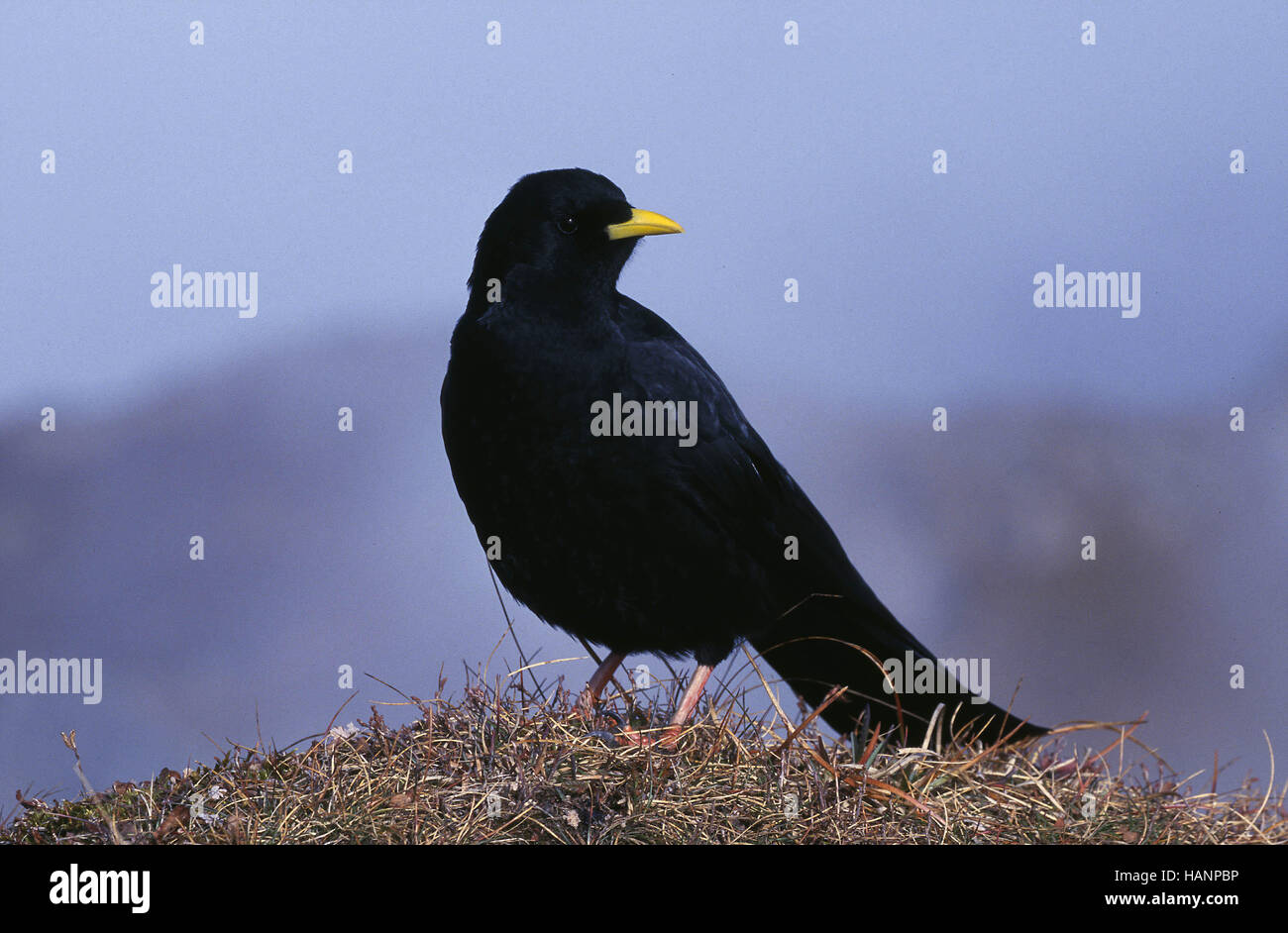 Alpine Chough / Alpendohle Stock Photo - Alamy