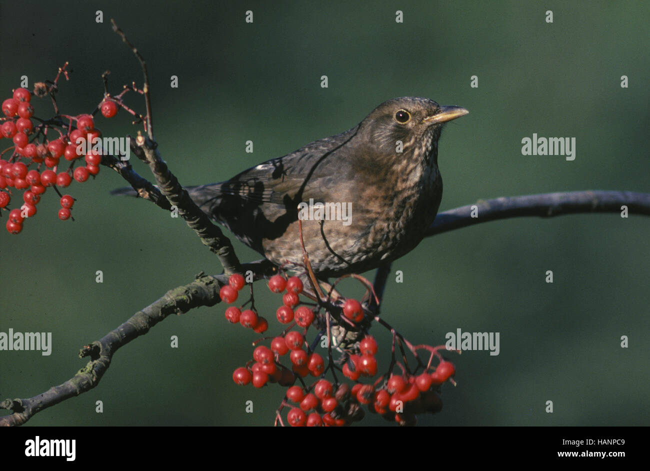 Echte drossel hi-res stock photography and images - Alamy