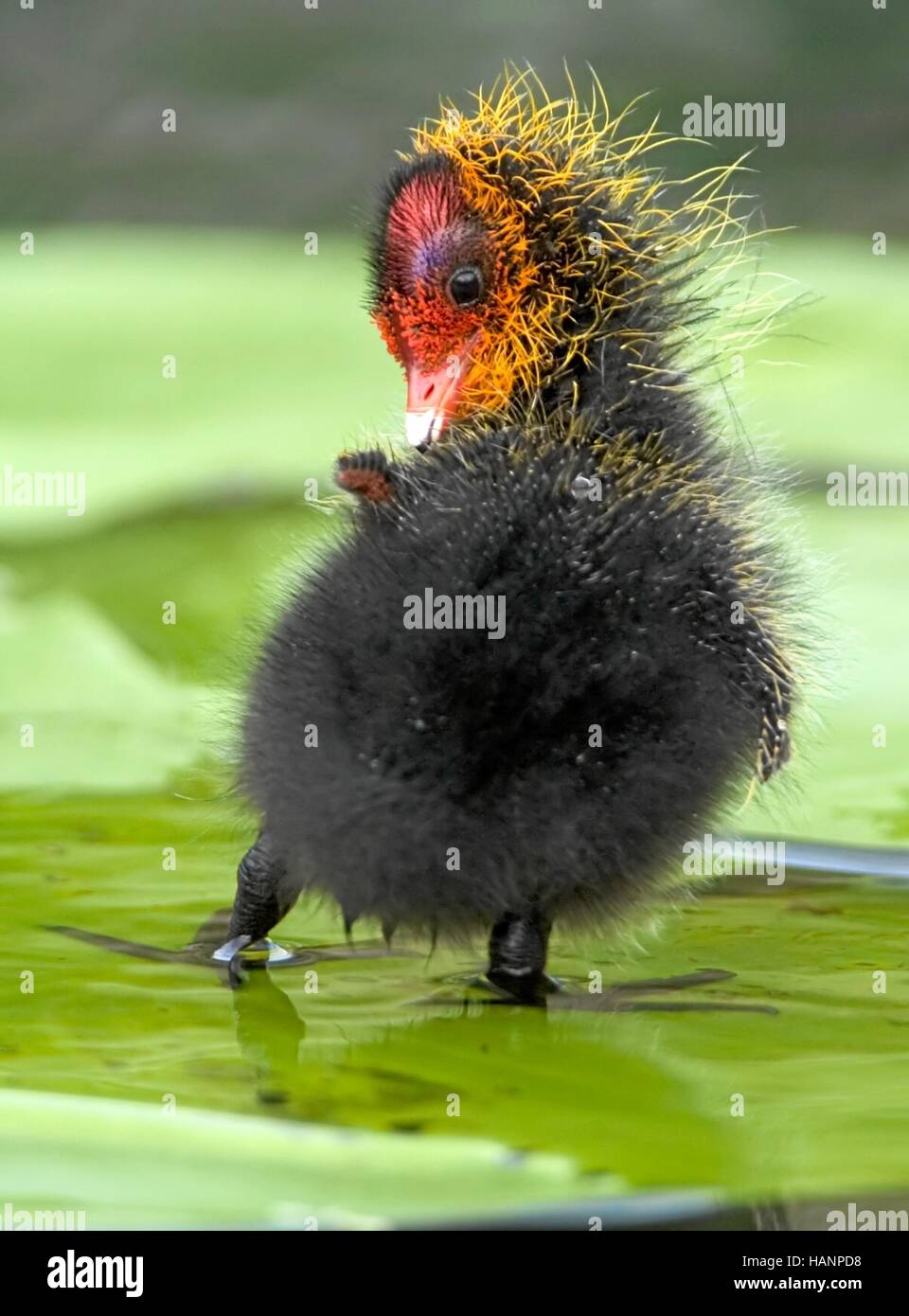 Rohrhuehner hi-res stock photography and images - Alamy