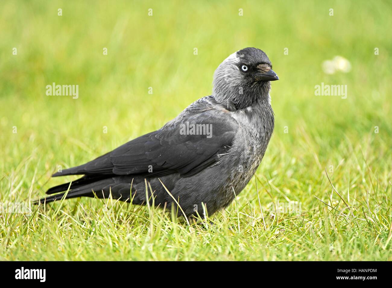 Jackdaw denmark hi-res stock photography and images - Alamy