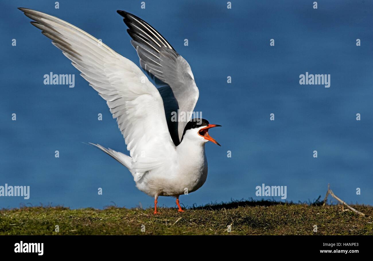 Seeschwalben terns hi-res stock photography and images - Alamy