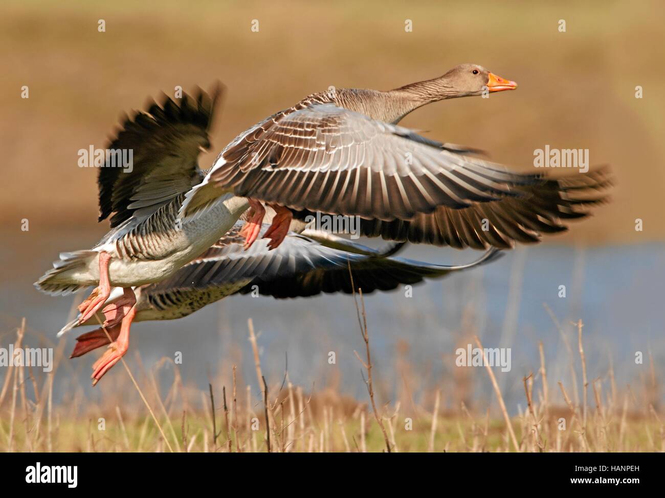 Grey lag geese hi-res stock photography and images - Alamy
