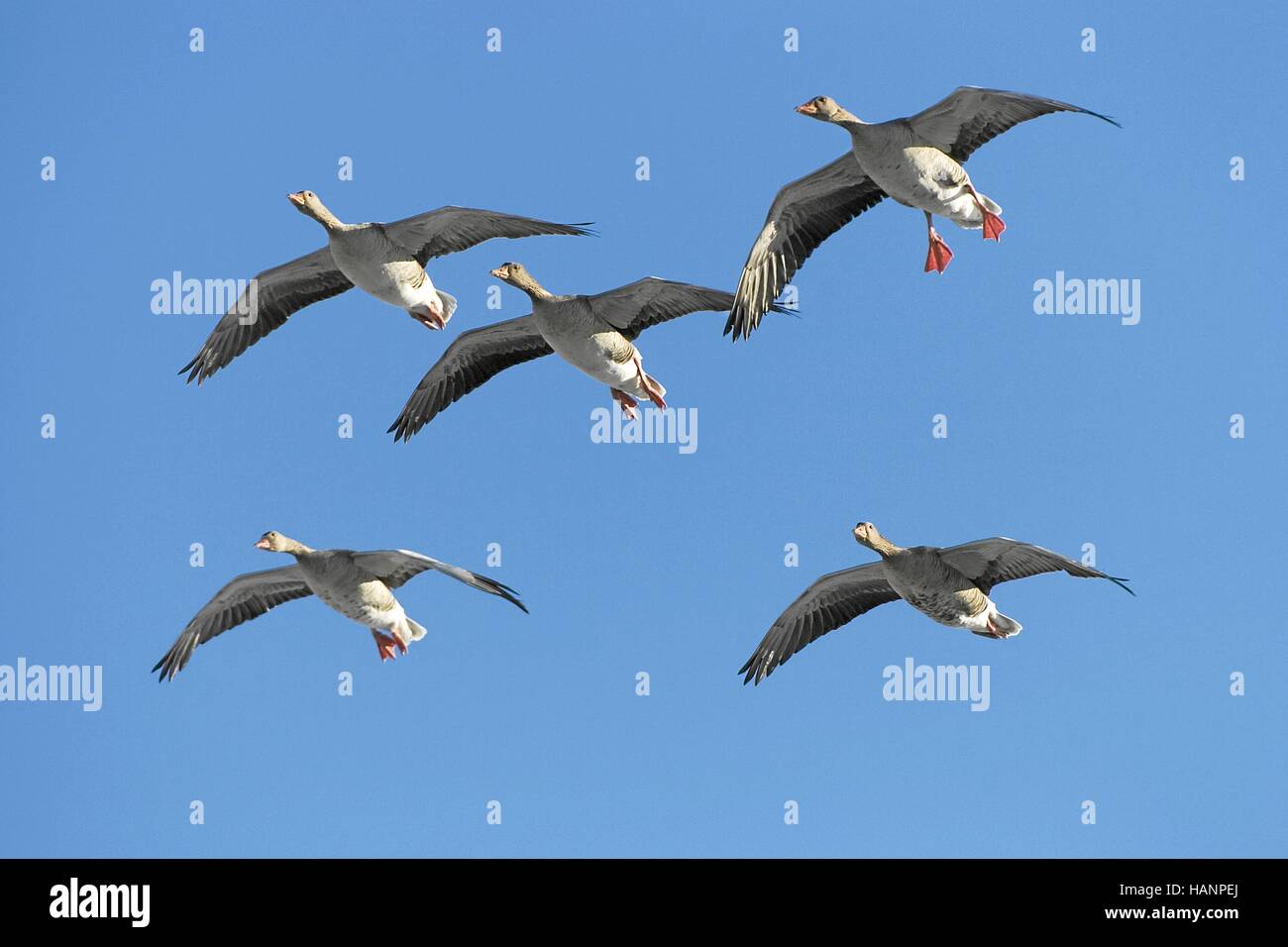 Big grey goose hi-res stock photography and images - Alamy
