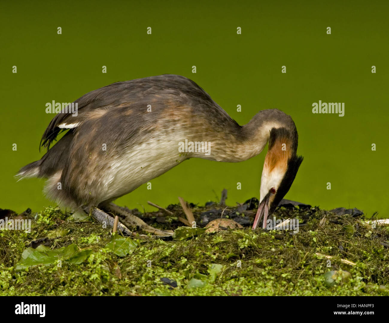 Crested grebe egg hi-res stock photography and images - Alamy