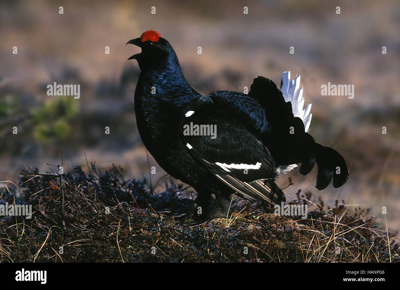 European black grouse hi-res stock photography and images - Alamy