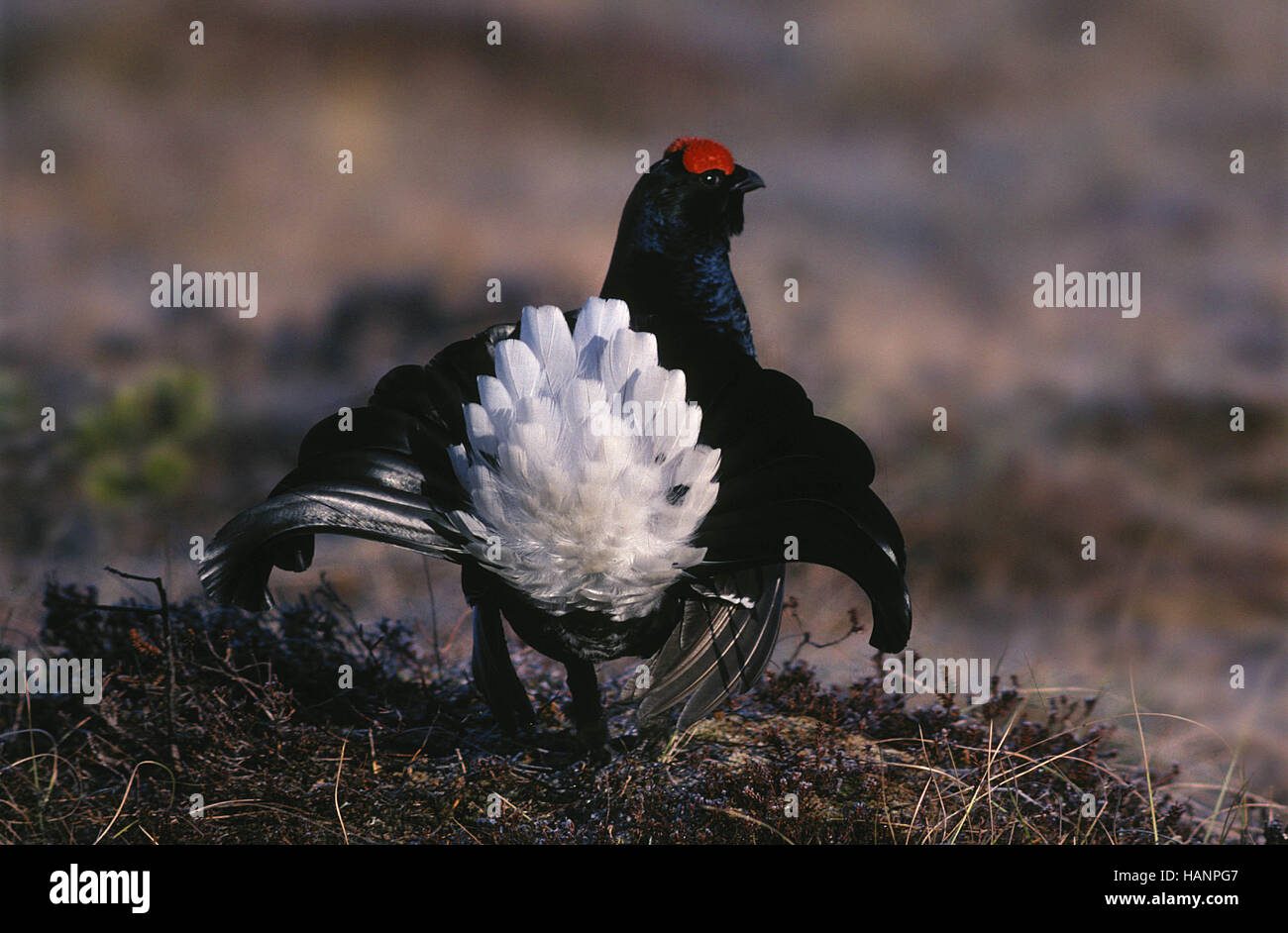 European black grouse hi-res stock photography and images - Alamy