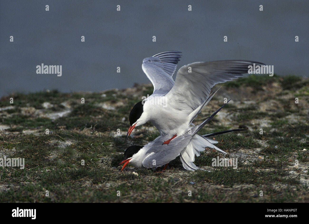 Common terns mating hi-res stock photography and images - Alamy