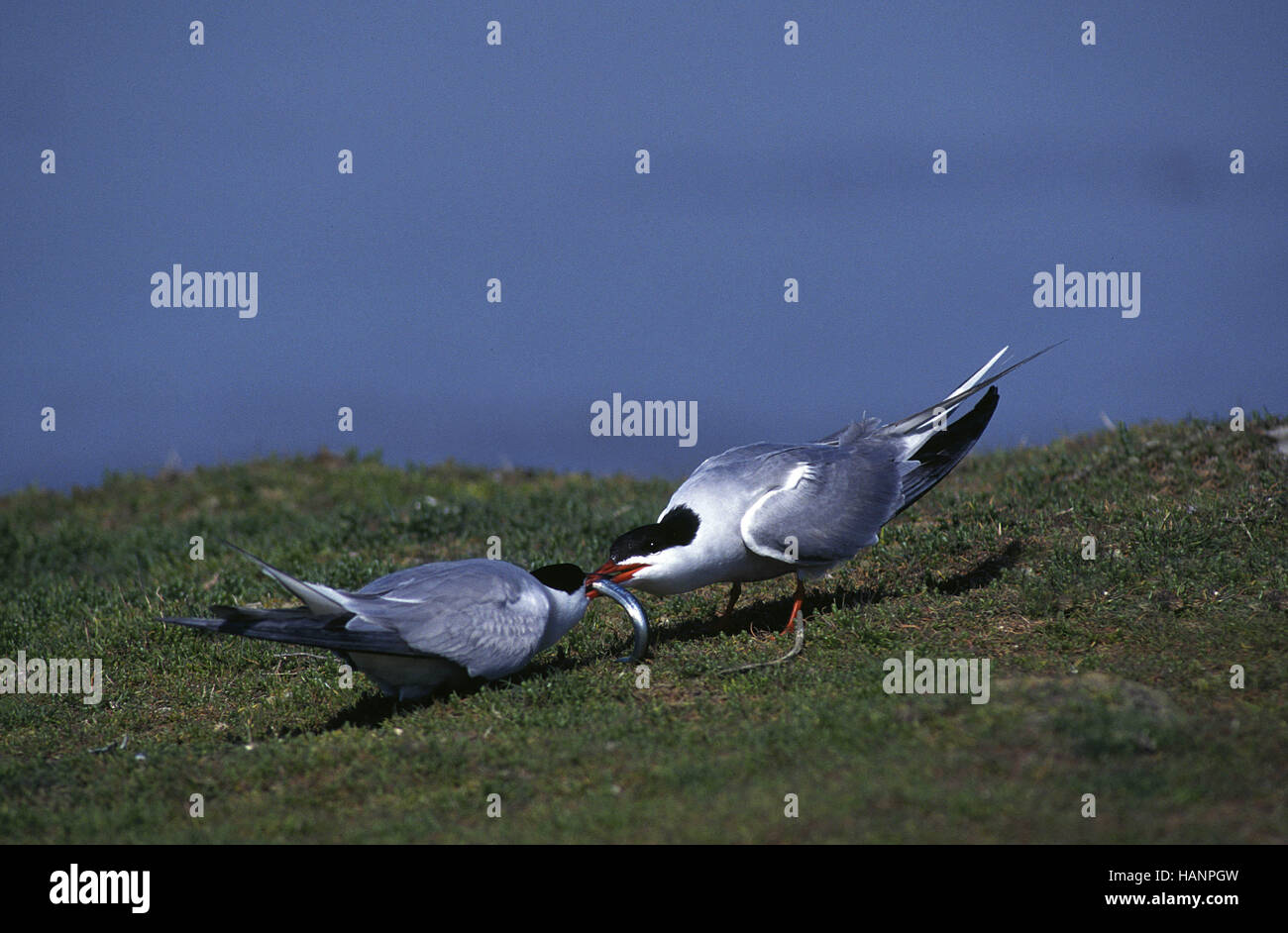 Common terns mating hi-res stock photography and images - Alamy