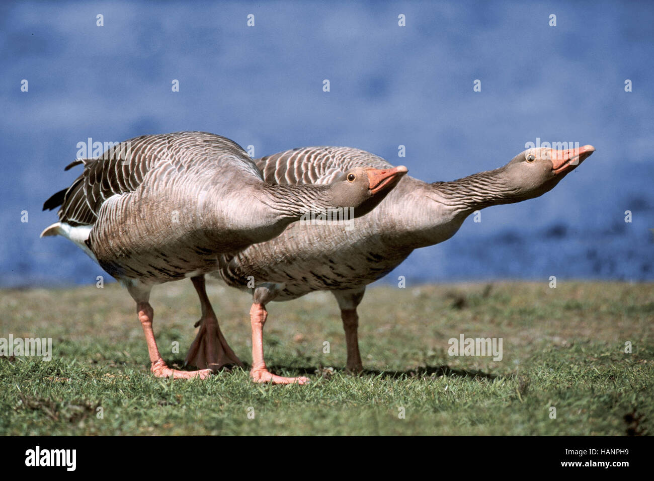Greylag geese (anser anser) aggressive hi-res stock photography and ...