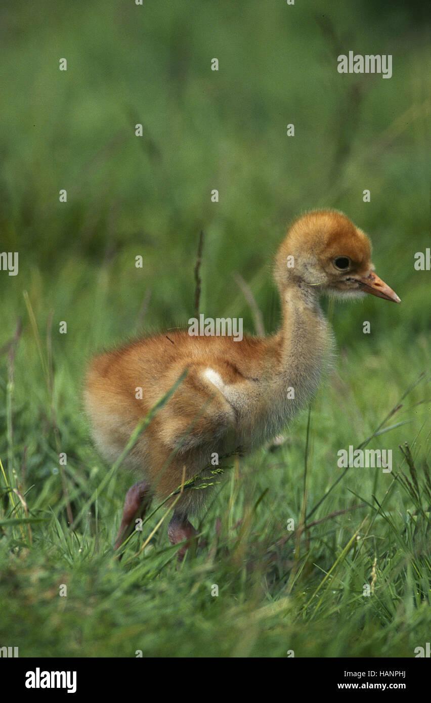 Common crane chick hi-res stock photography and images - Alamy